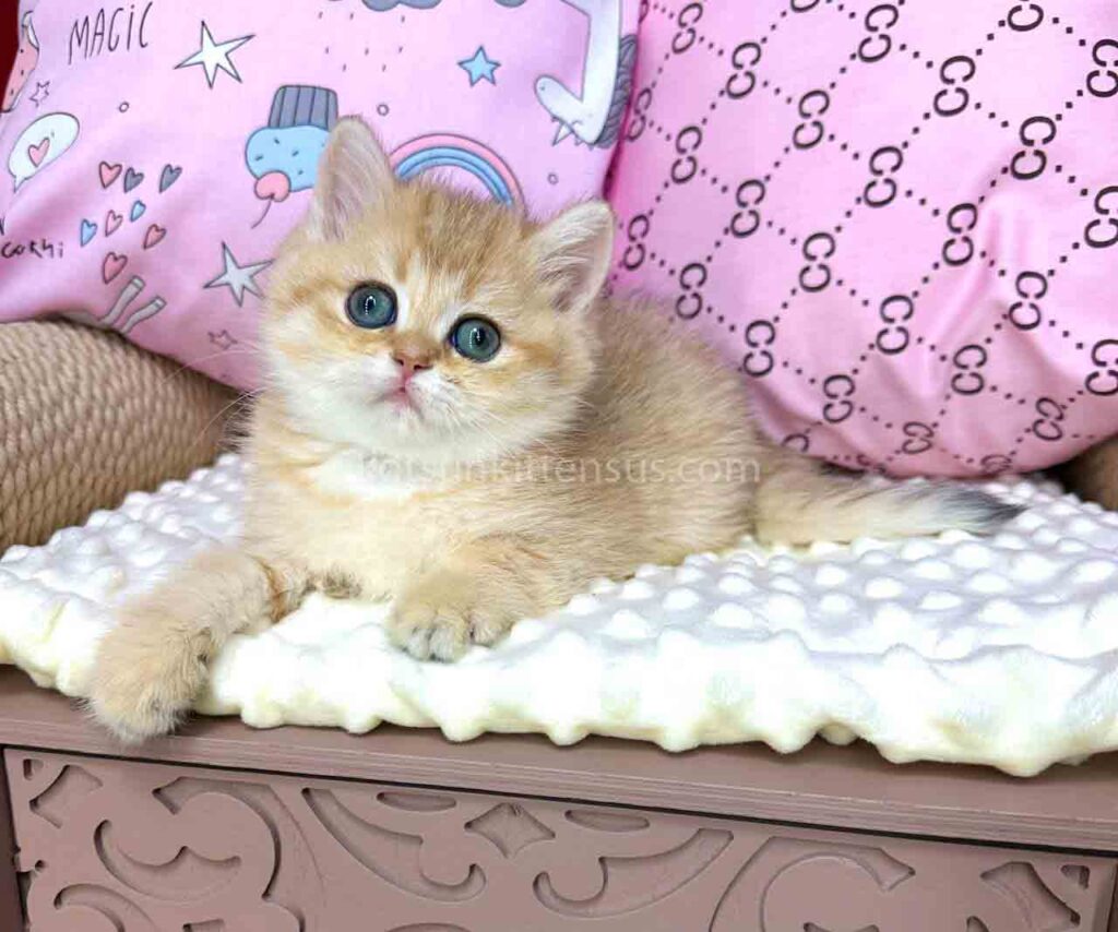 Dina Gold - Kotsun Kittens